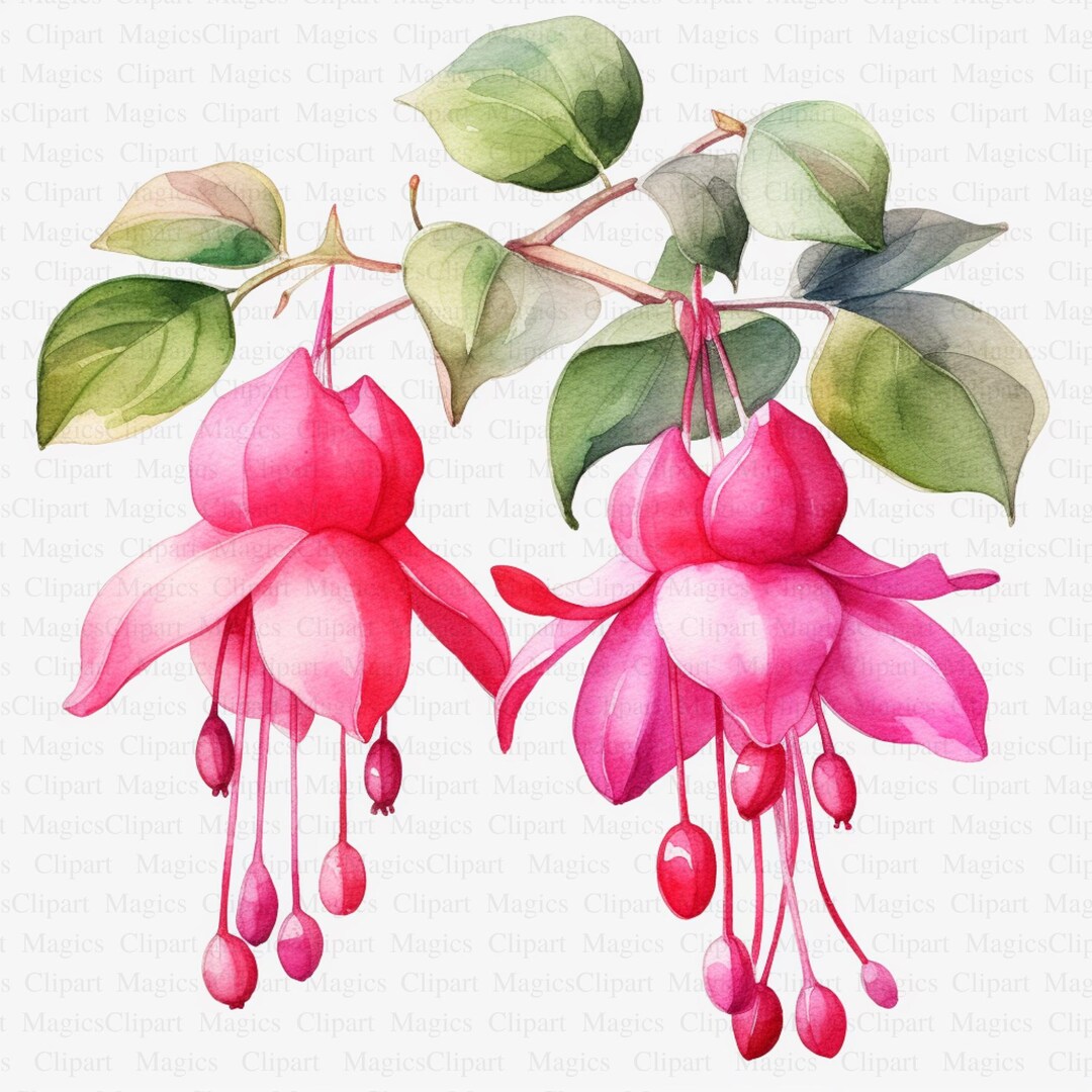 Fuchsia Clipart 5 High Quality Jpgs Digitaldownload Digital Paper Craft ...