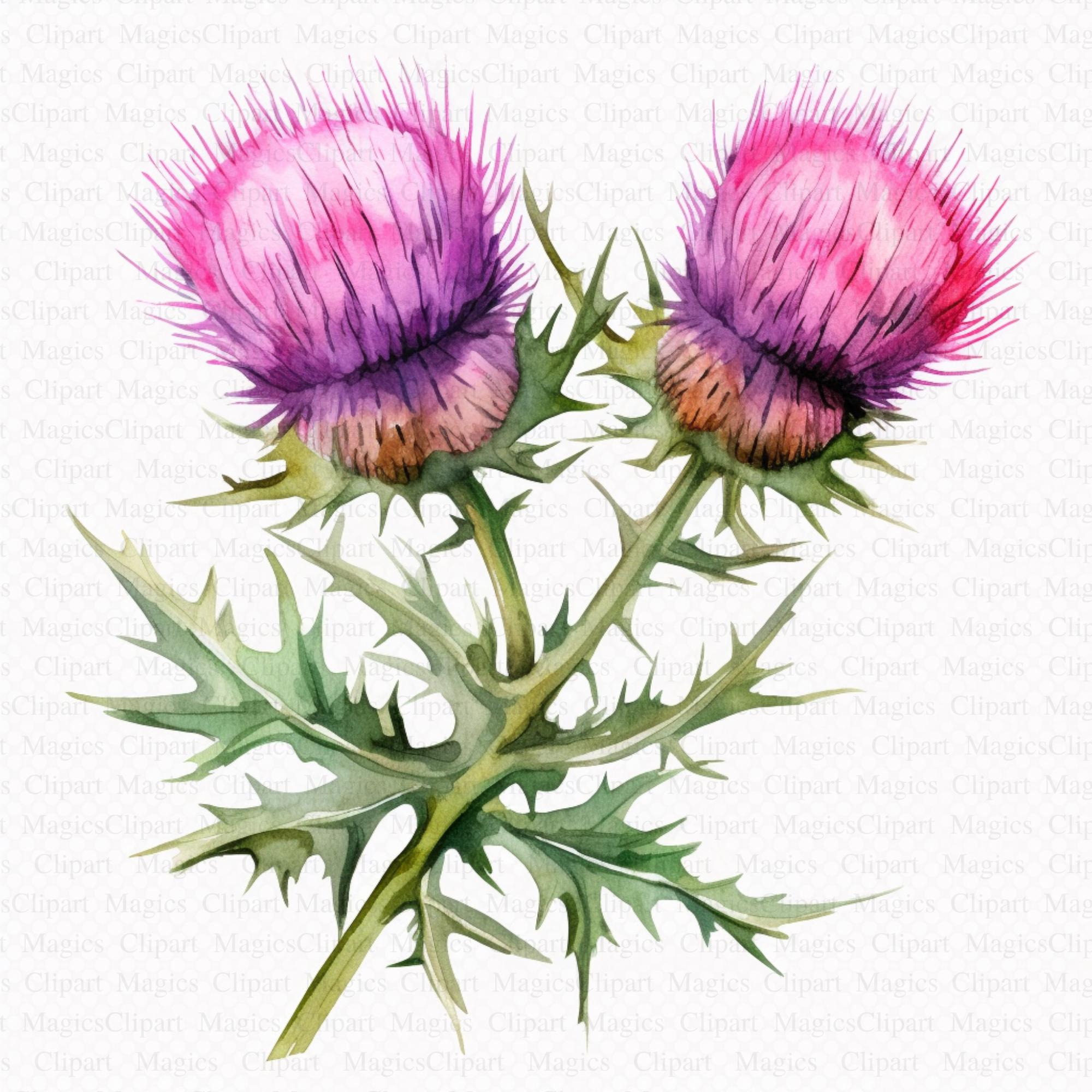 Thistle Clipart 5 High Quality Pngs Botanical Art Digital Download ...
