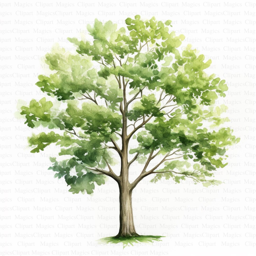 Tree Clipart 5 High Quality Jpgs Digitaldownload Familytree Forest ...