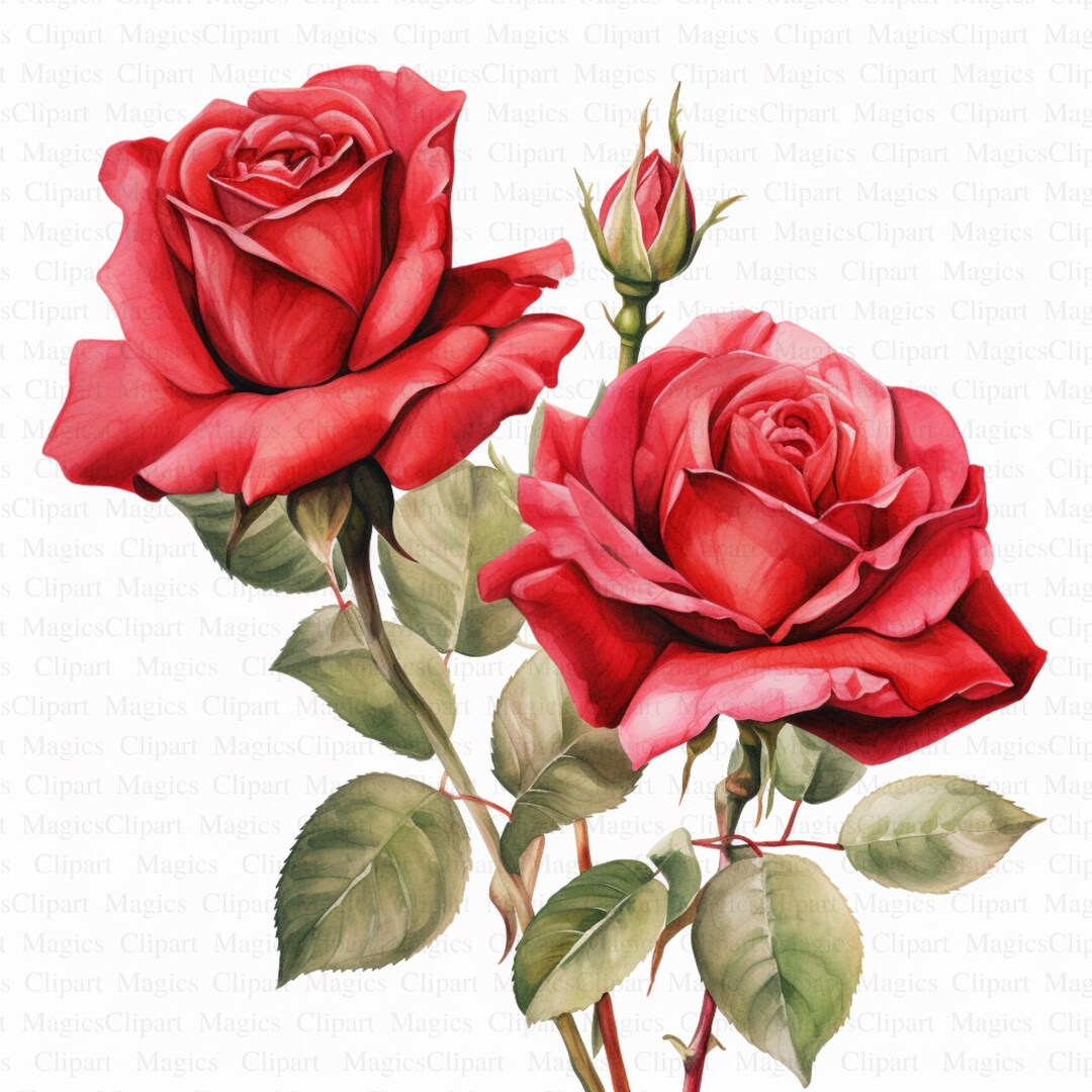Red Rose Clipart 5 High Quality Jpgs Digital Download Card Making ...