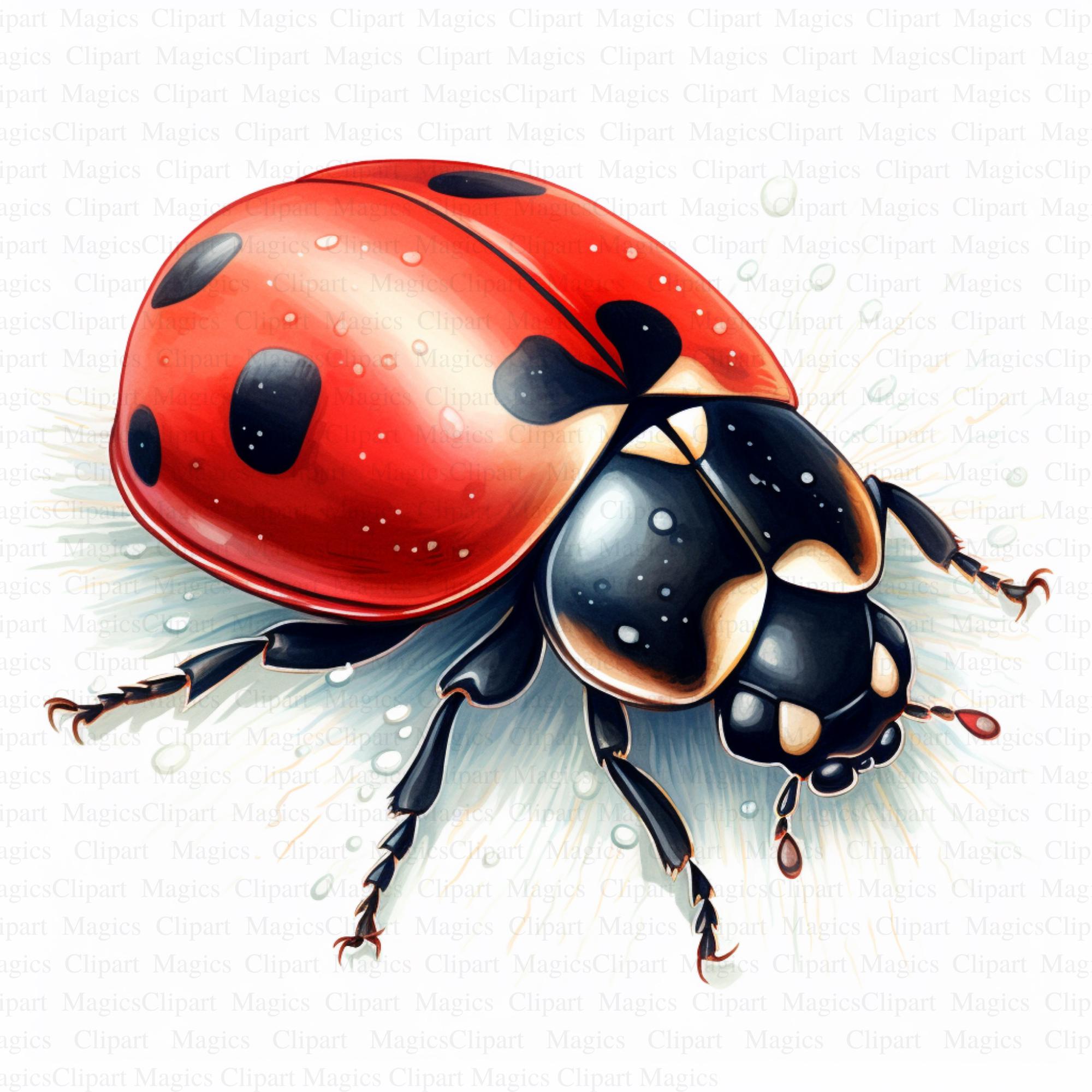 Ladybug Clipart 5 High Quality Jpgs Digital Download Scrapbooking ...