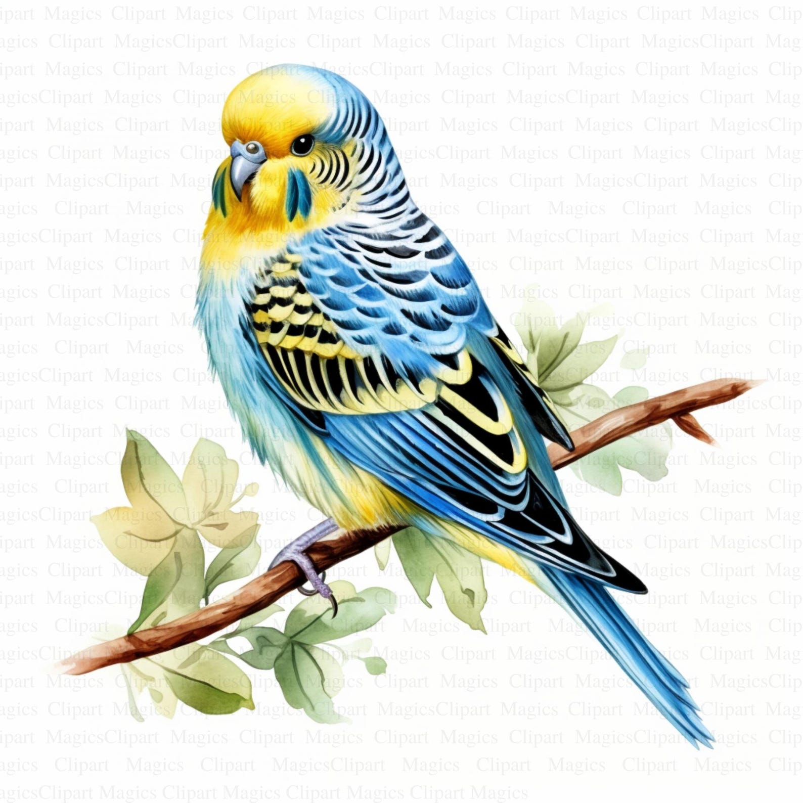 Budgie Clipart 5 High Quality Jpgs Digitaldownload Watercolor ...