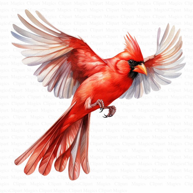 Red Cardinal Bird Clipart 5 High Quality Jpgs Digital Download Wall Art ...