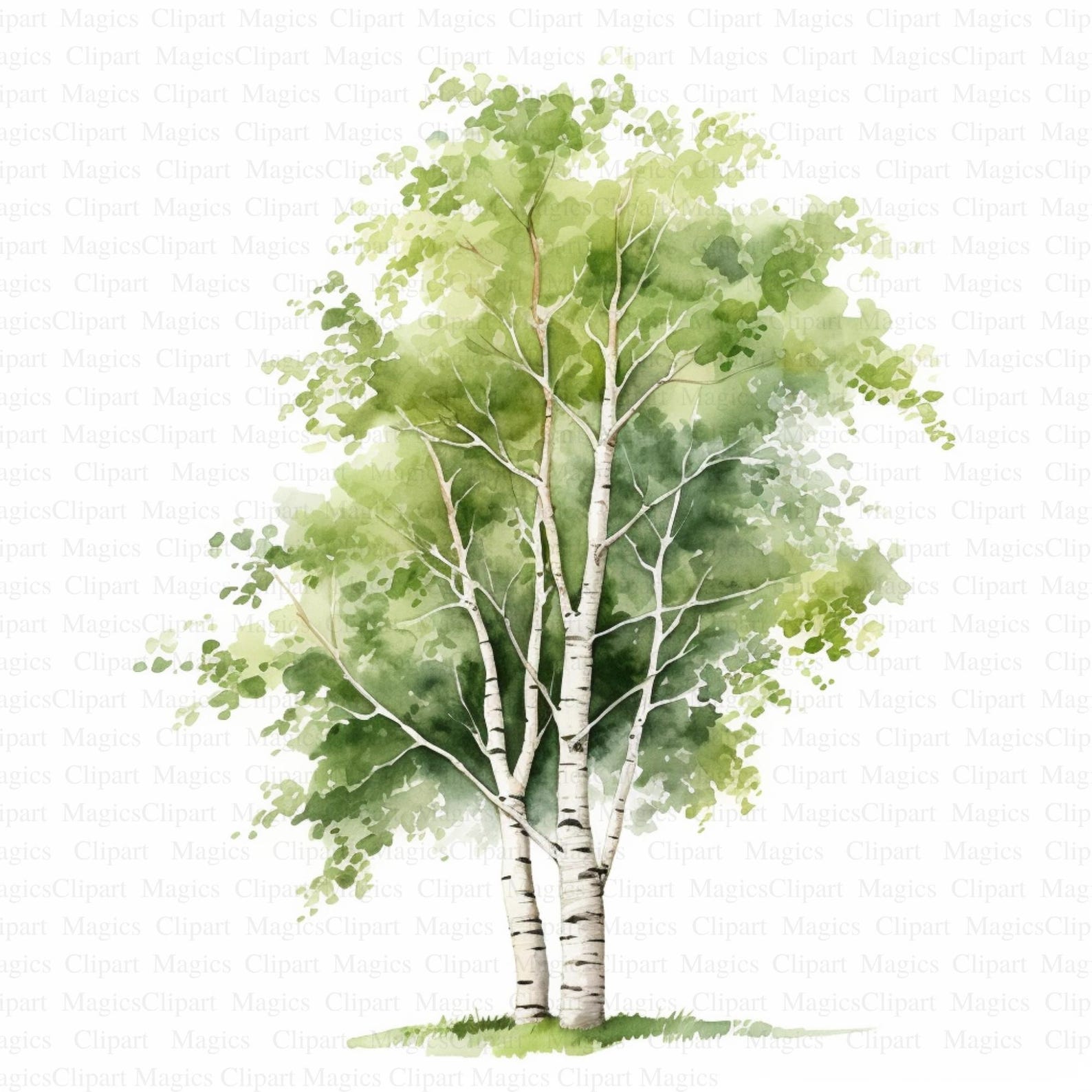 Birch Trees Clipart | 5 High Quality Jpgs | Digital Download | Card ...