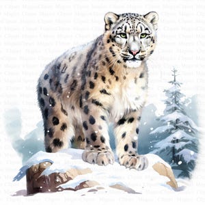 Snow Leopard Clipart | 5 High Quality Jpgs | Instant Digital Download ...
