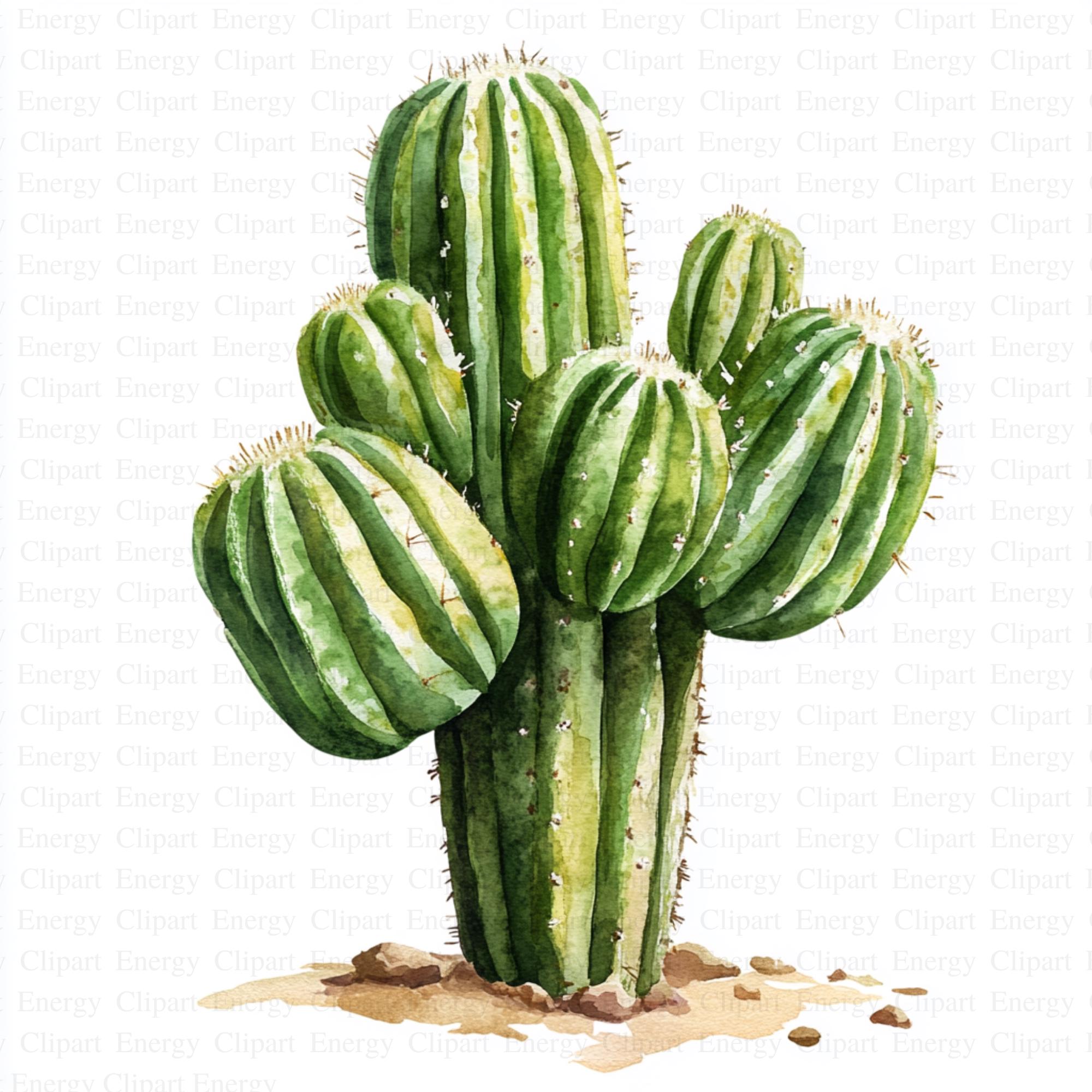 Cactus Clipart 5 High Quality Jpgs Digital Download Cacti Clipart ...