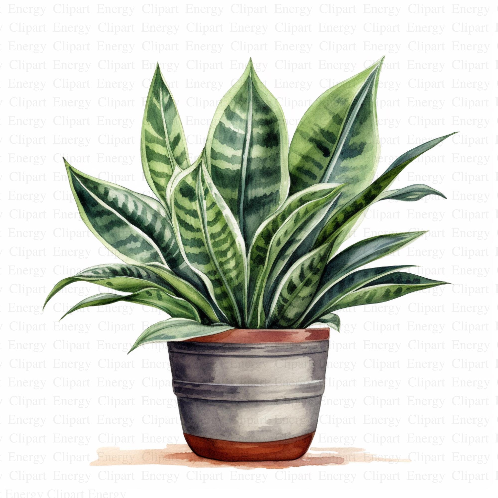 Plant Pot Clipart 5 High Quality Jpgs Digitaldownload Potted Plants ...