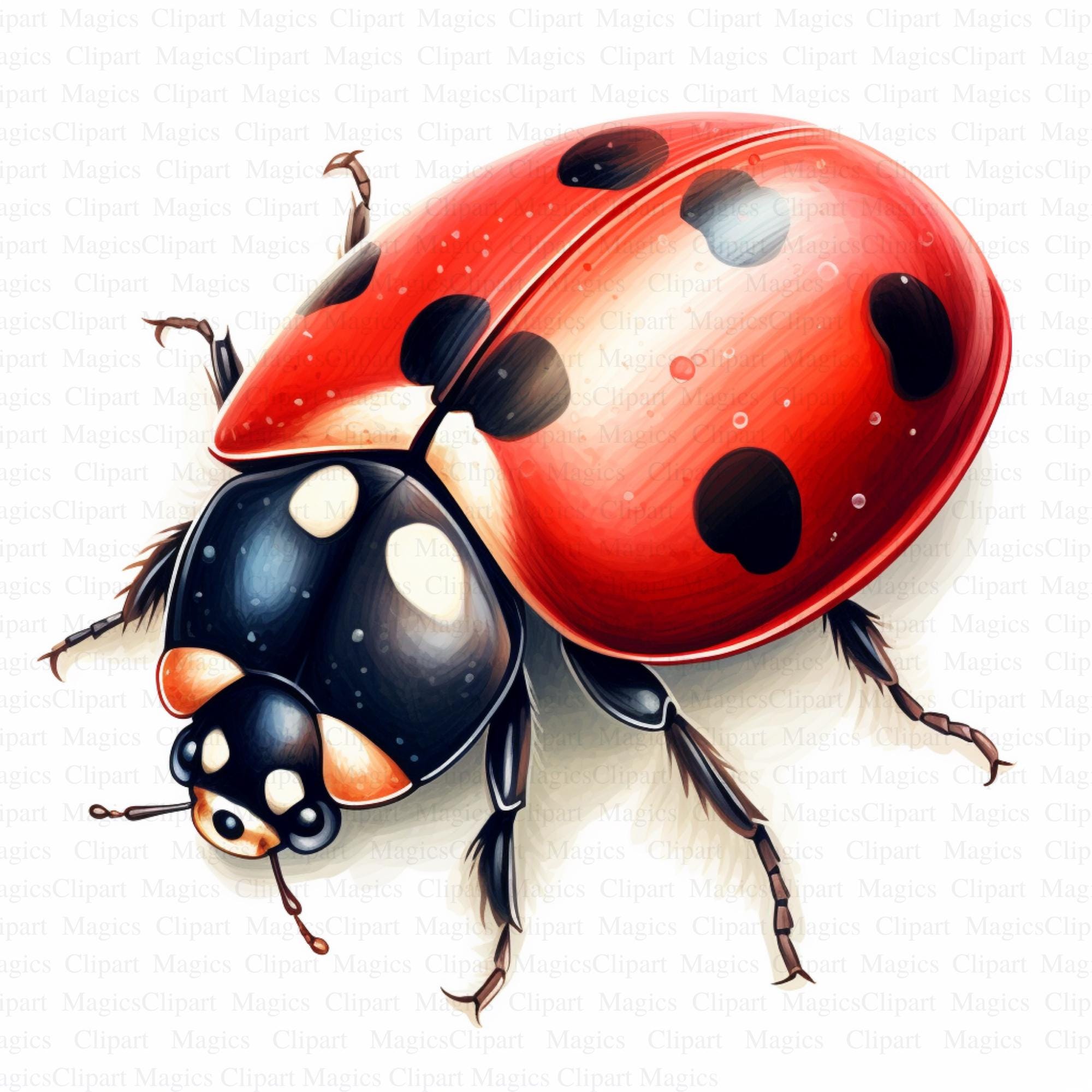 Ladybug Clipart 5 High Quality Jpgs Digital Download Scrapbooking ...