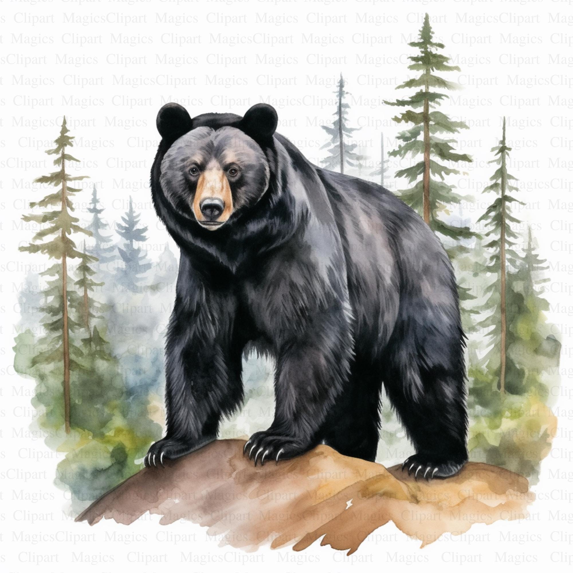 Watercolor Black Bear Clipart 5 High Quality Jpgs Instant Digital ...