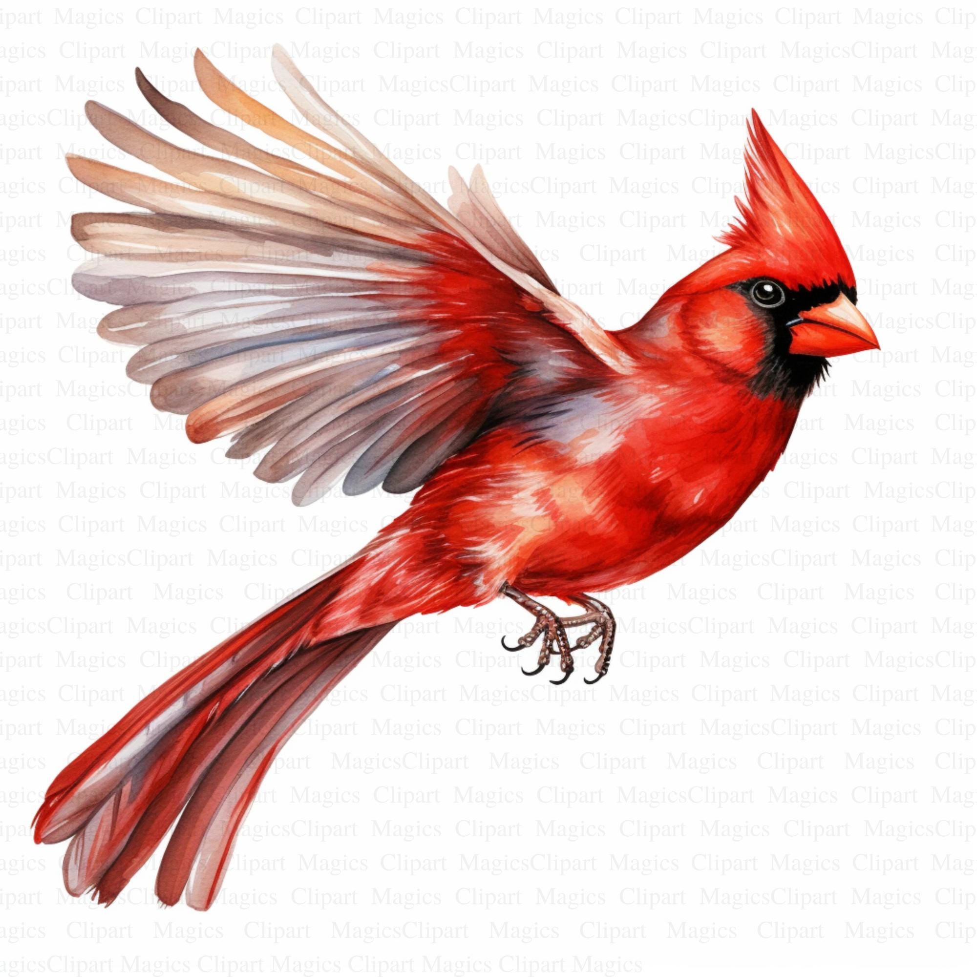 Red Cardinal Bird Clipart 5 High Quality Jpgs Digital Download Wall Art ...