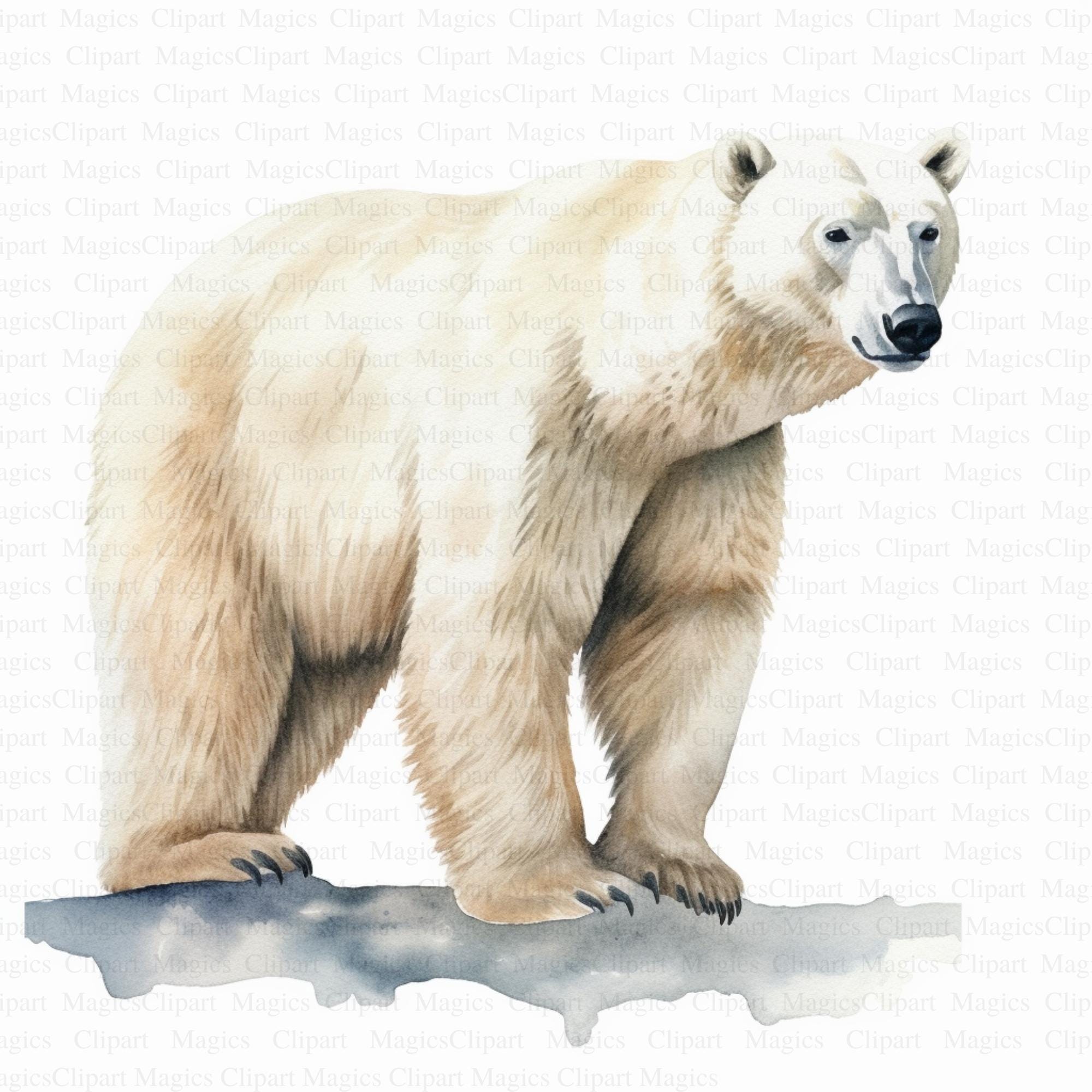 Polar Bear Clipart 5 High Quality Jpgs Digitaldownload Polar Bear Print ...