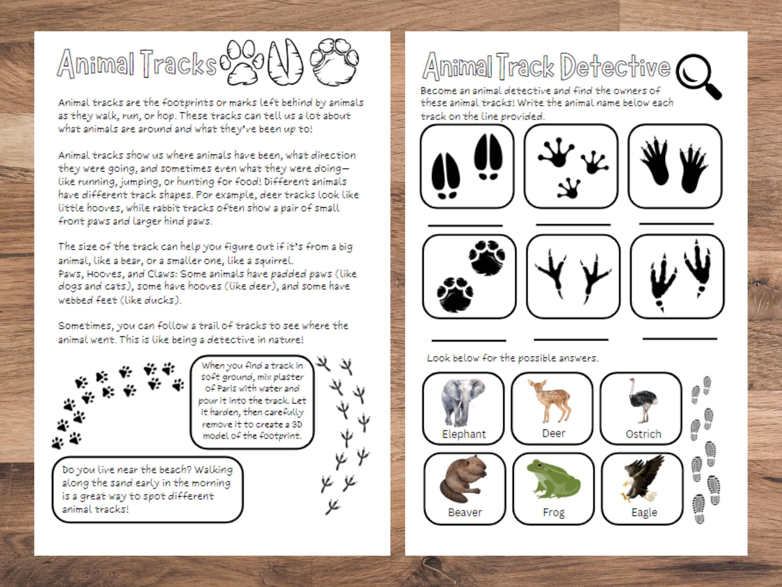 Nature Journal Printable | Homeschool | Charlotte Mason | Curriculum ...