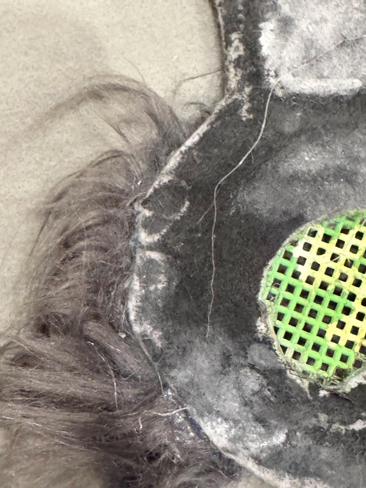 Black Norwegian Forest Cat Mask - Etsy