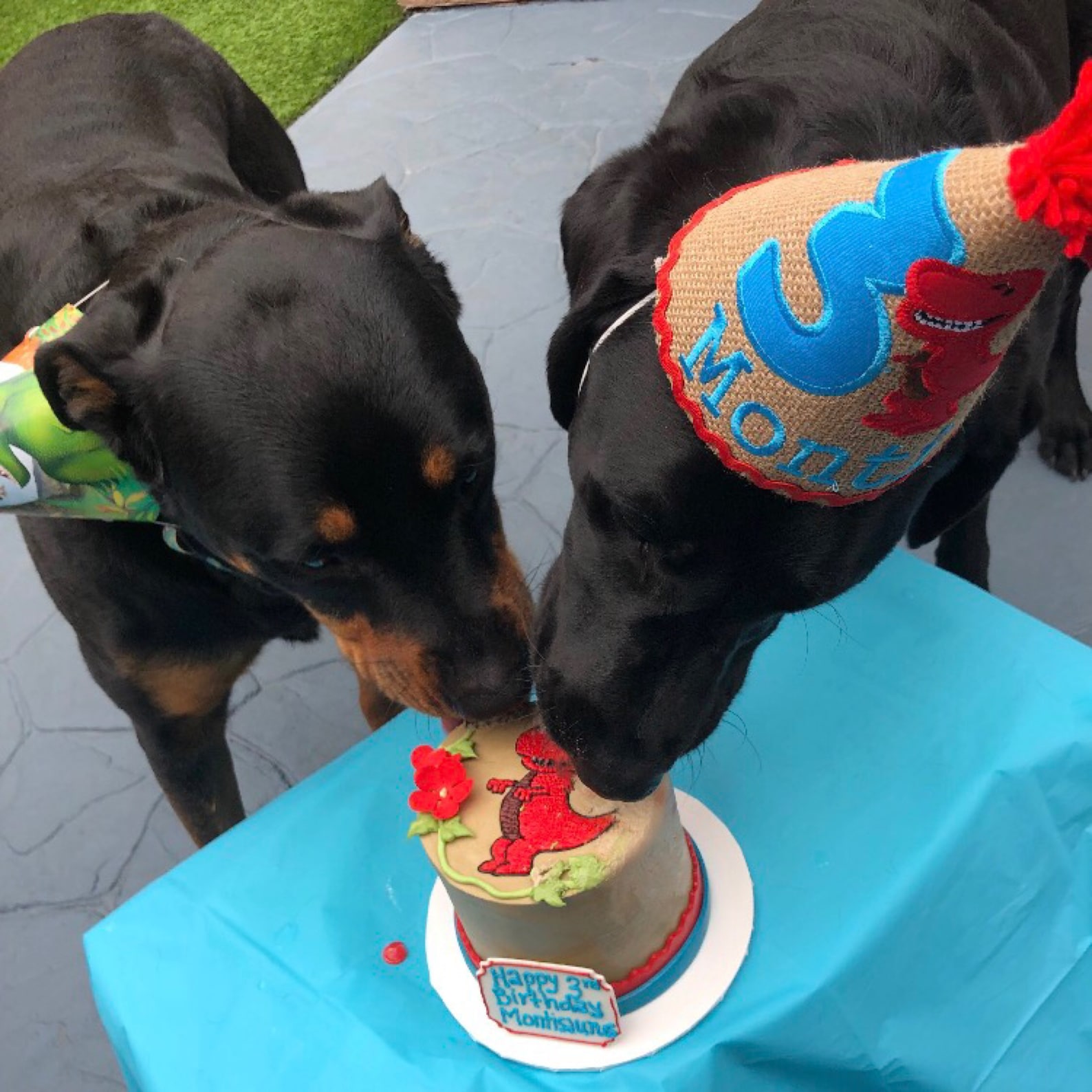 Dog Birthday Hat Puppy Birthday Hat Doggie Birthday Hat - Etsy