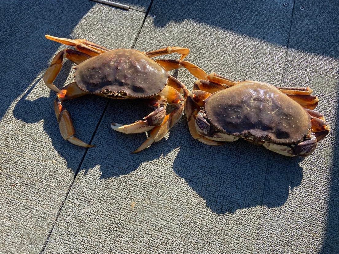 Dungeness Crab Pots - Etsy