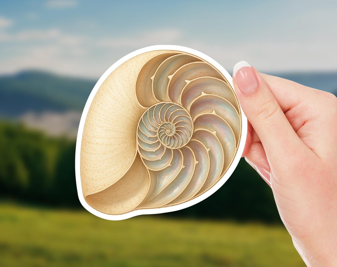Nautilus Shell Spiral Sticker – Golden Ratio Seashell Art With ...