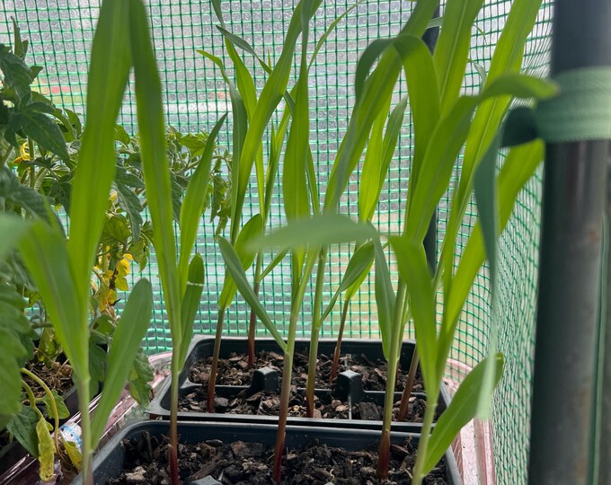 Organic Corn Plugs 2 Count | Homegrown With Love - Etsy