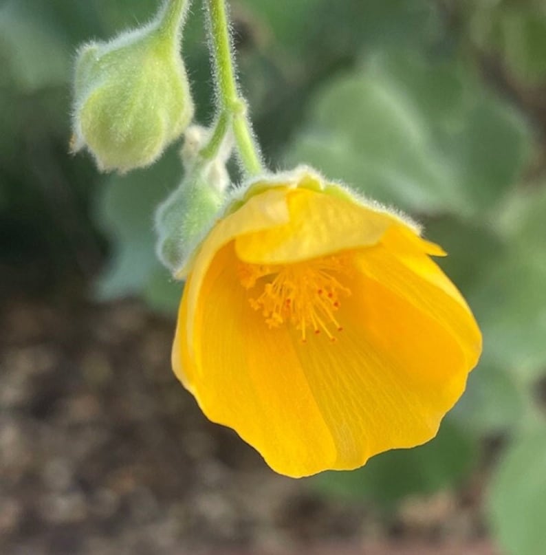 Indian Mallow Seeds - Etsy