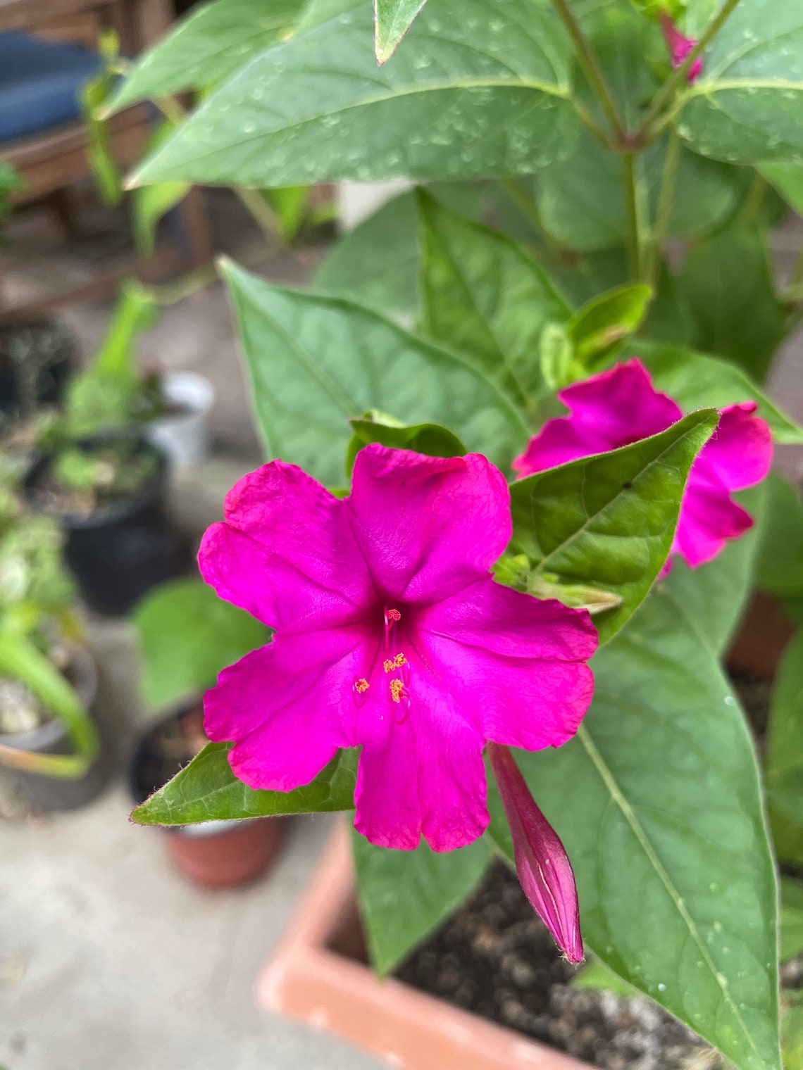 Four-o-clock Flower Seeds (mirabilis Jalapa) - Etsy