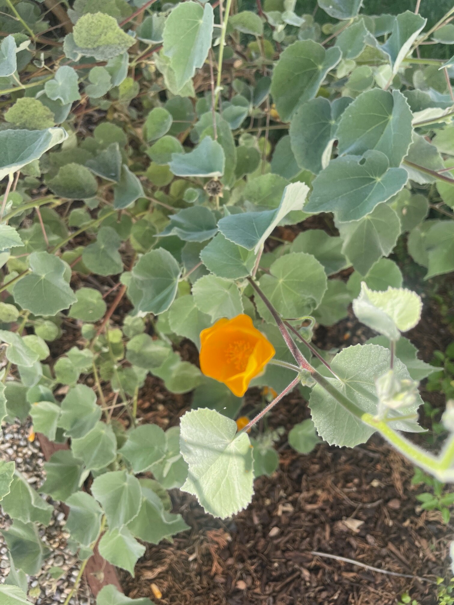 Indian Mallow Seeds - Etsy
