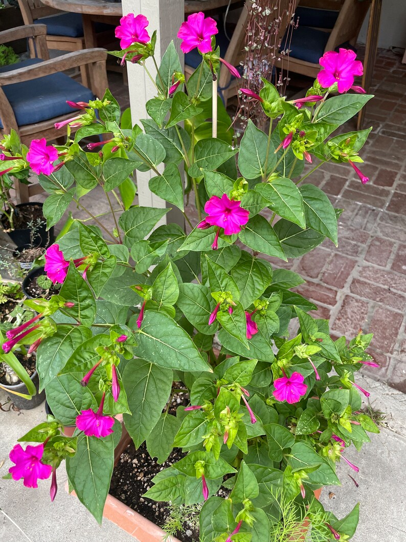 Four-o-clock Flower Seeds (mirabilis Jalapa) - Etsy