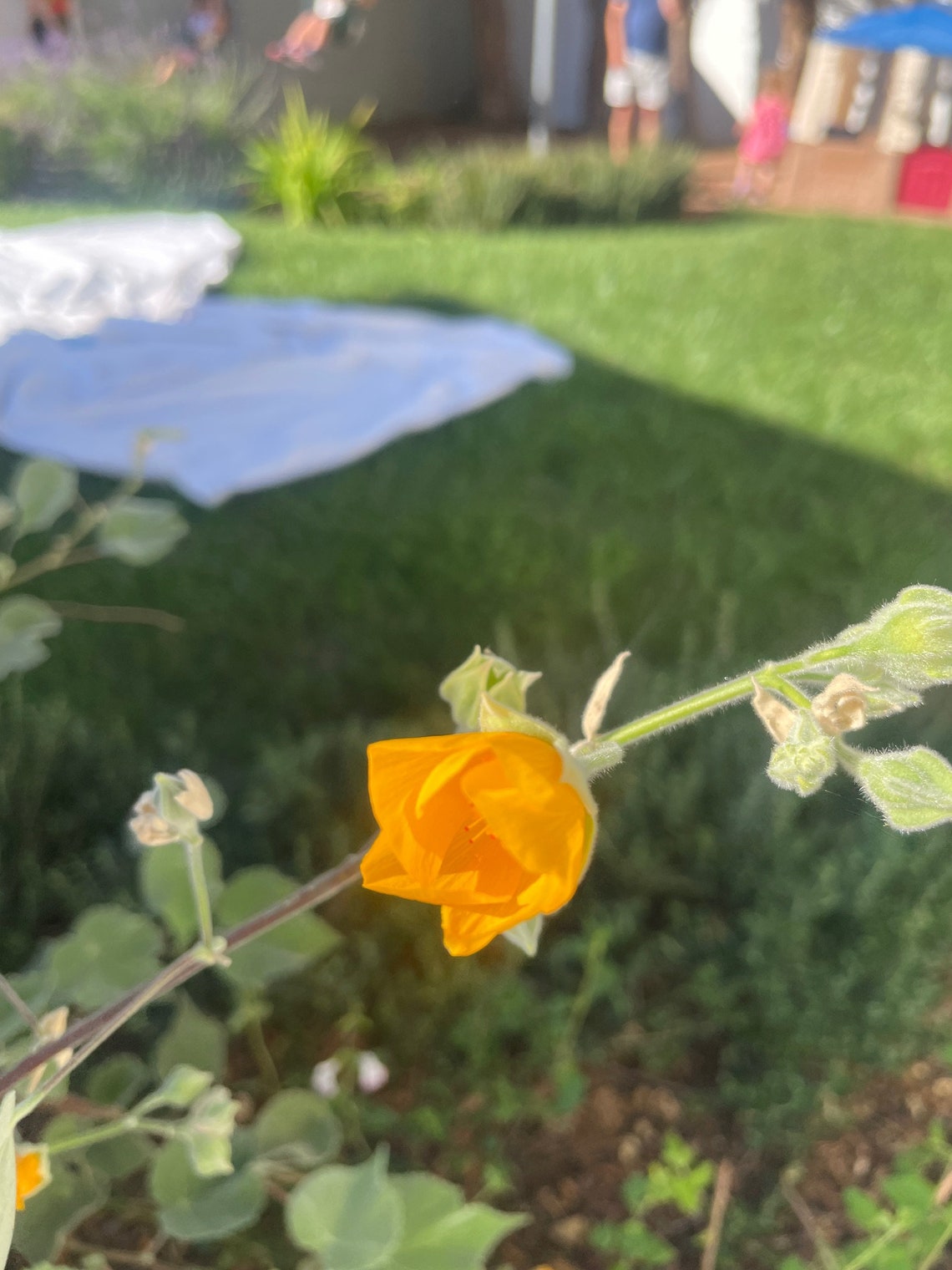 Indian Mallow Seeds - Etsy