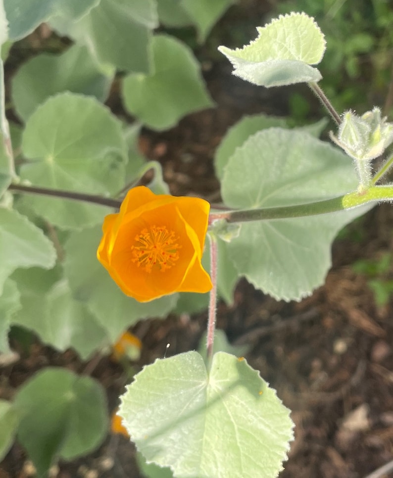 Indian Mallow Seeds - Etsy