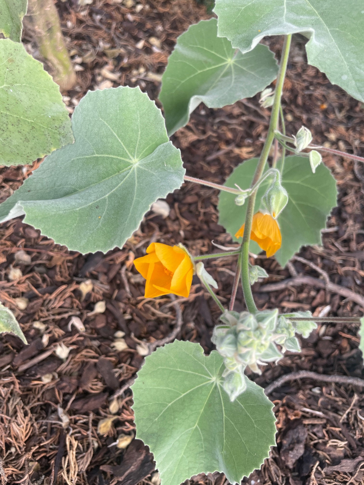 Indian Mallow Seeds - Etsy