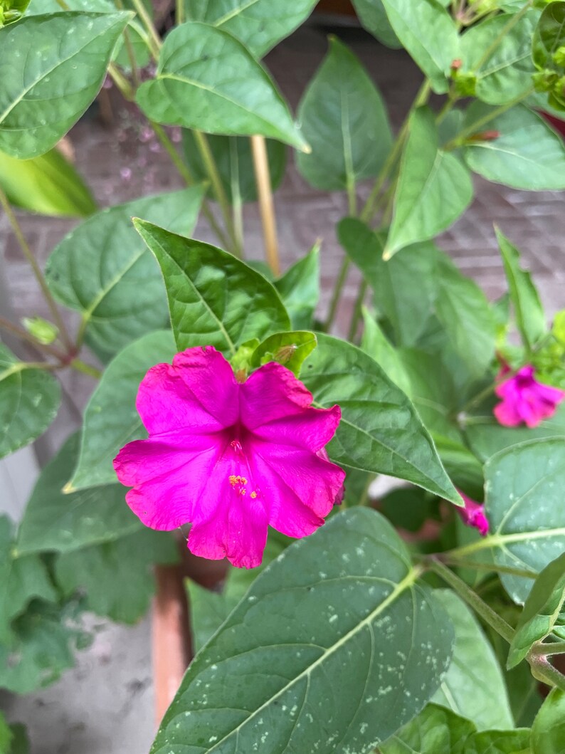 Four-o-clock Flower Seeds (mirabilis Jalapa) - Etsy