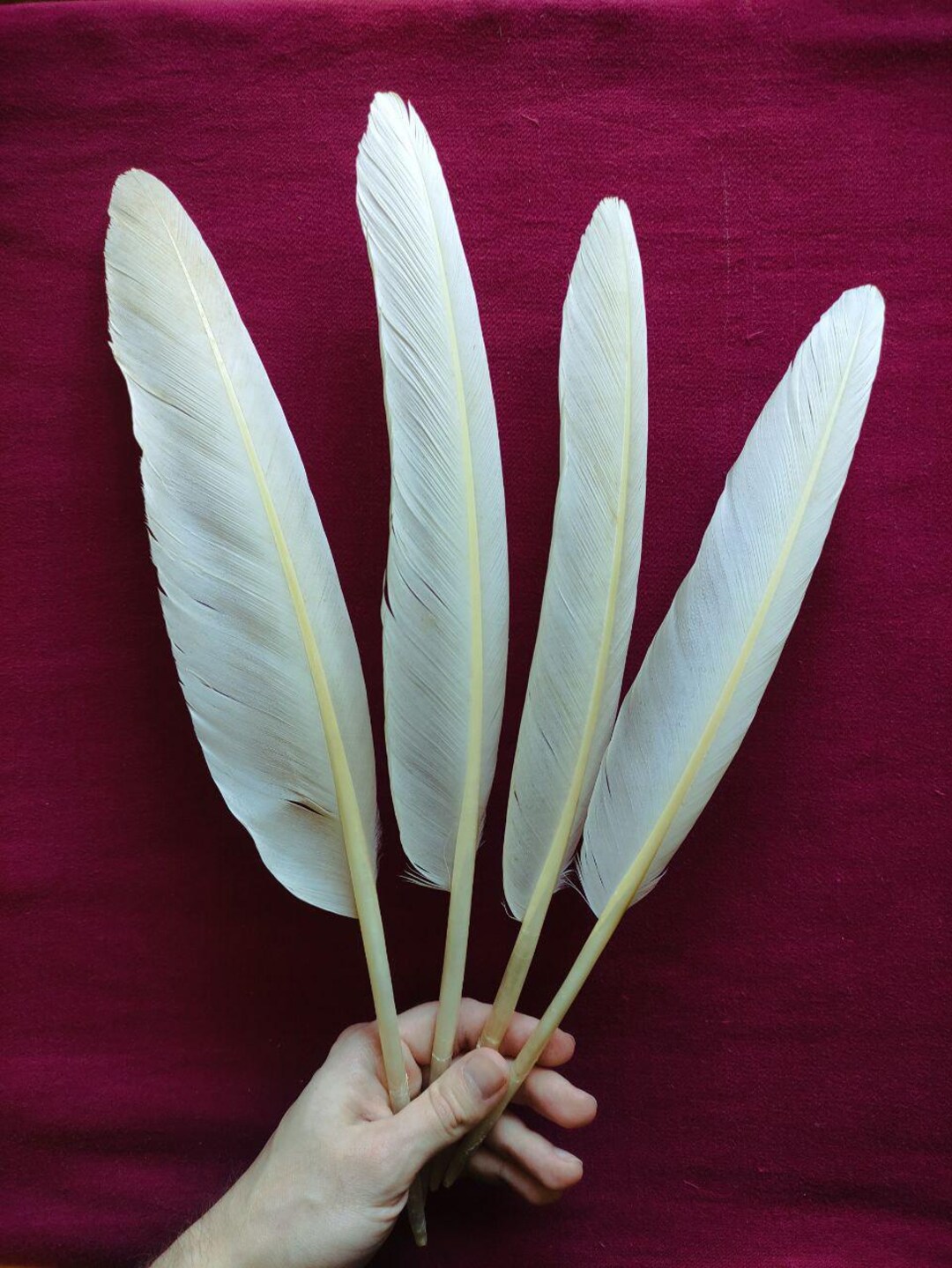 Extra Large White Mute Swan Feathers, Cygnus Olor, 41 - 35 Cm (16.1 ...