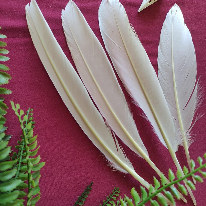 Swan Feathers - Etsy