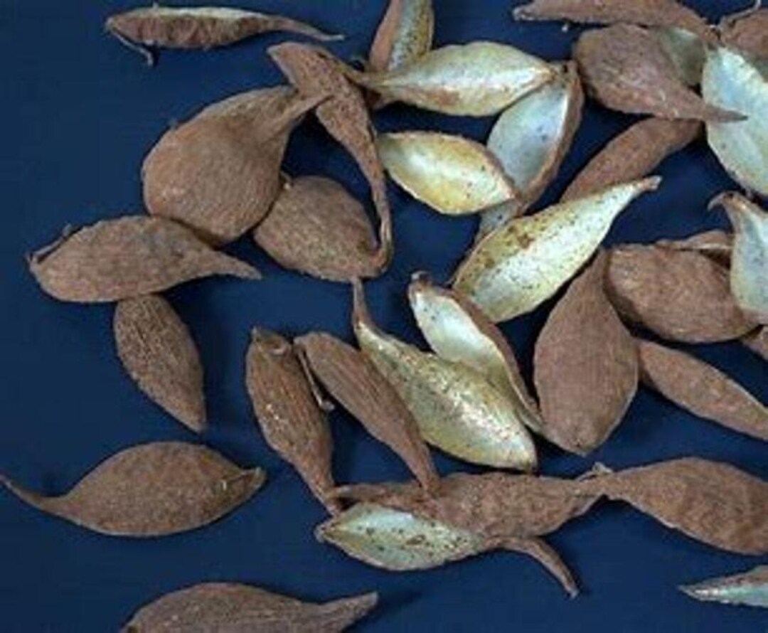 25 Milkweed Pods! Great for Crafting, Art and Fall Decor - Etsy