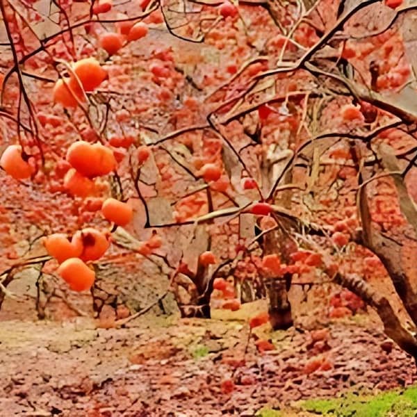 American Persimmon Tree - Etsy