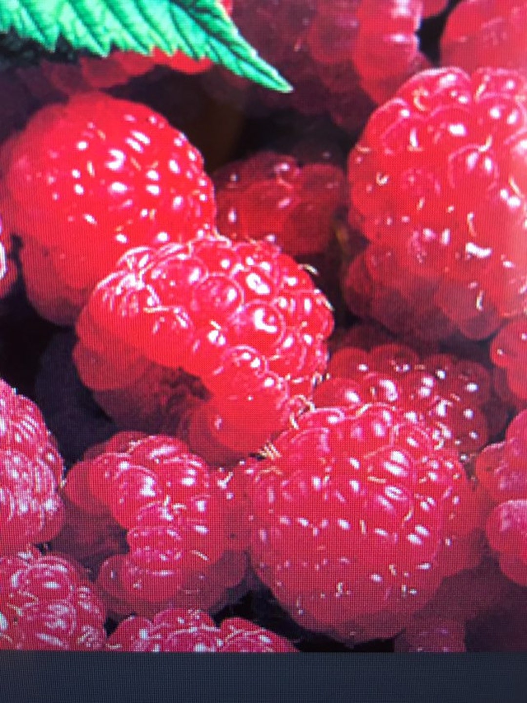 FIVE Native Wild Red Raspberry Plants Live Plant Sweet Berries Fruit ...