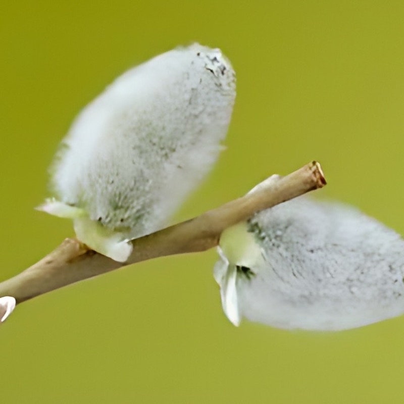 Pussy Willow Etsy
