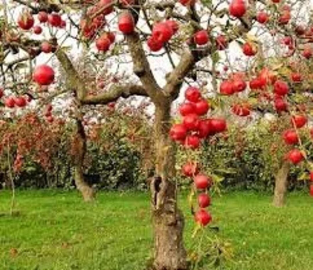 3 Fuji Apple Trees 2-3ft Tall Now Semi Dwarf Live Trees - Etsy