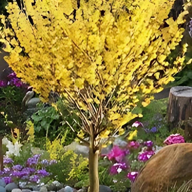 Live Witch Hazel Tree - Etsy