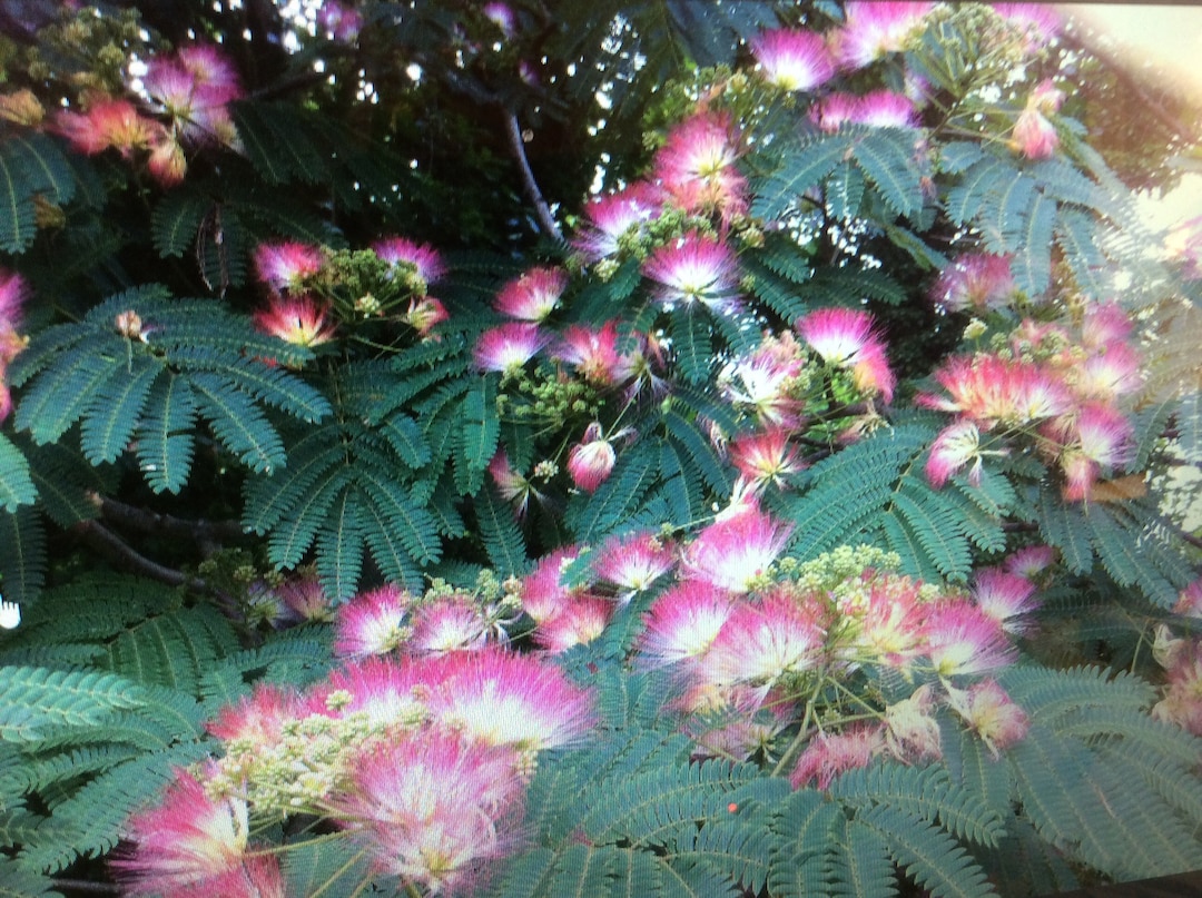 1 Mimosa Tree, Beautiful Blooms, Fast Growing, Live Trees Shrub ...