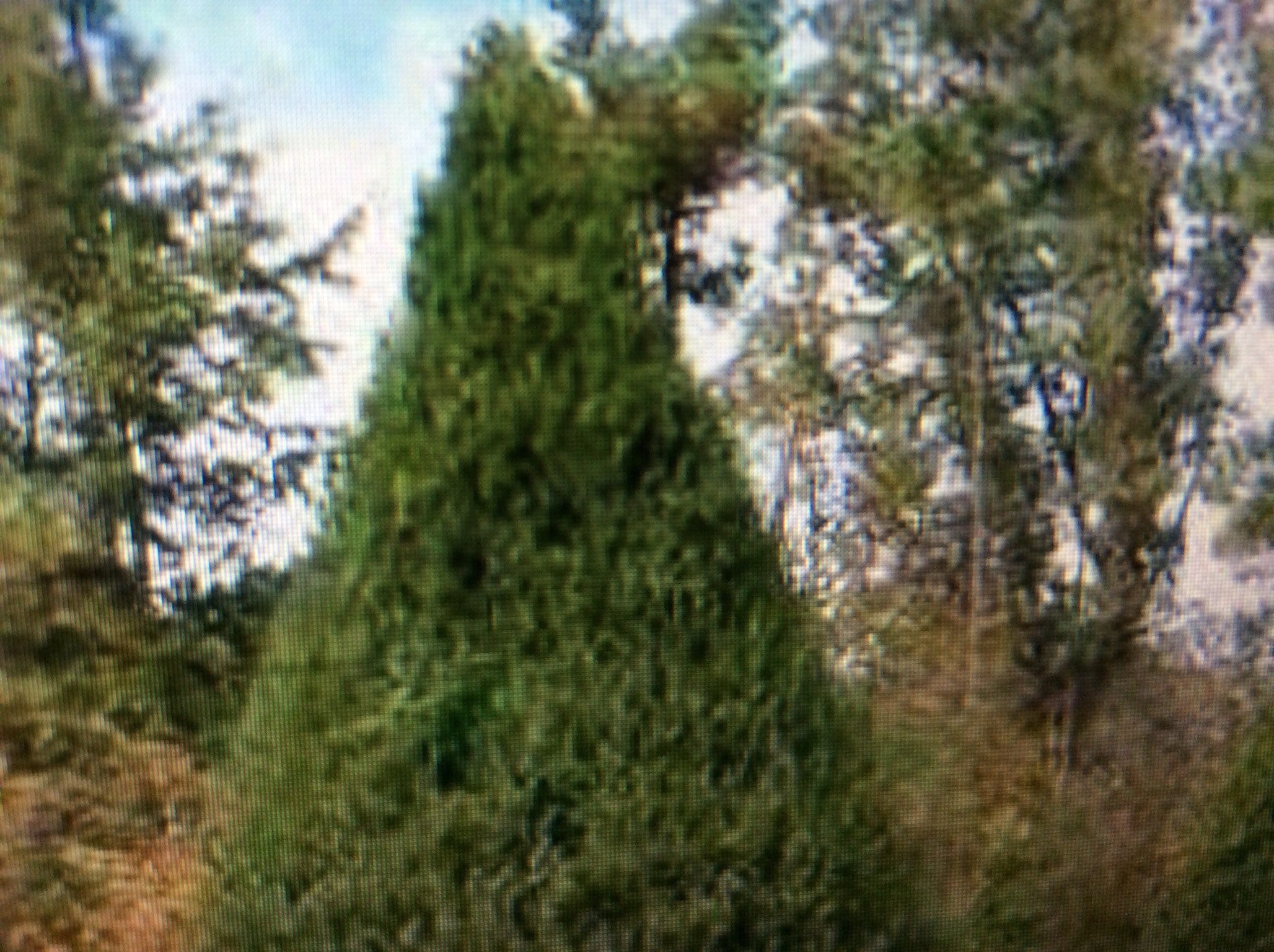 Eastern Red Cedar Christmas Tree