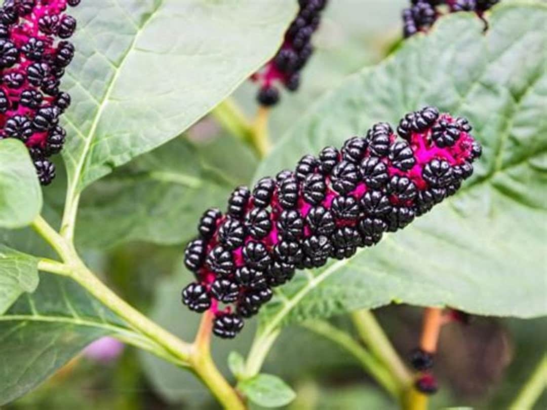 100 Wild Poke Berry Seeds Pokeweed Native Dye Ornamental Plant - Etsy