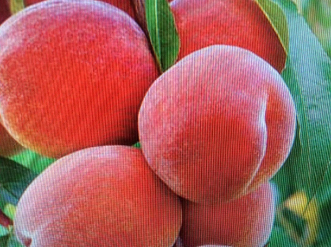 3 Elberta Peach Trees 2-3 Ft Tall Now Yellow Freestone Fruit Most ...