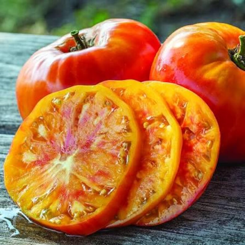 Pineapple Heirloom Tomato Plants (3) – Live Tomato Starters • Non-gmo ...