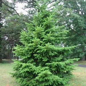 30 Apache Douglas Fir Tree Seeds! East and Fast Christmas Trees! - Etsy