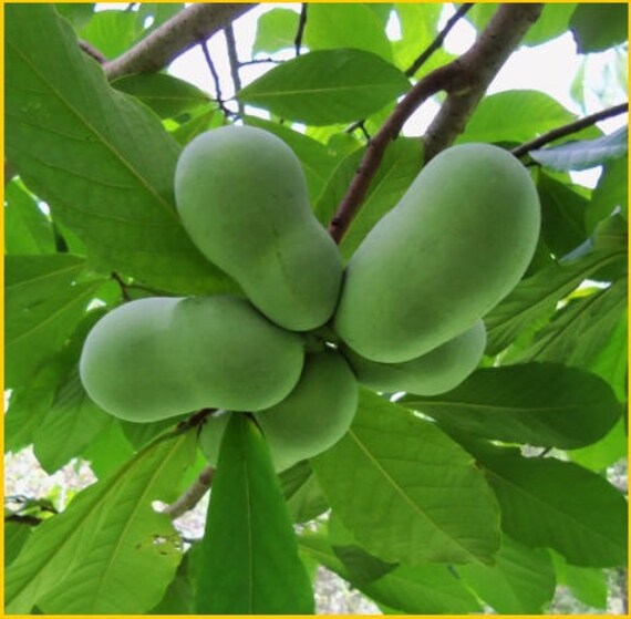 10 Paw Paw Tree Seeds Indiana Banana 4 Varieties of Paw - Etsy
