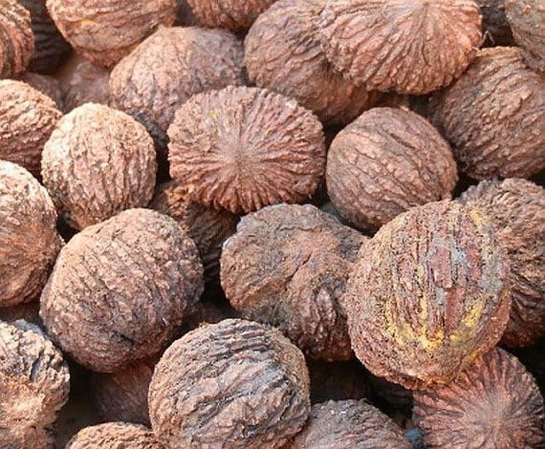 1 Lb of Black Walnuts in Shell Fresh 2021 Indiana Crop No - Etsy