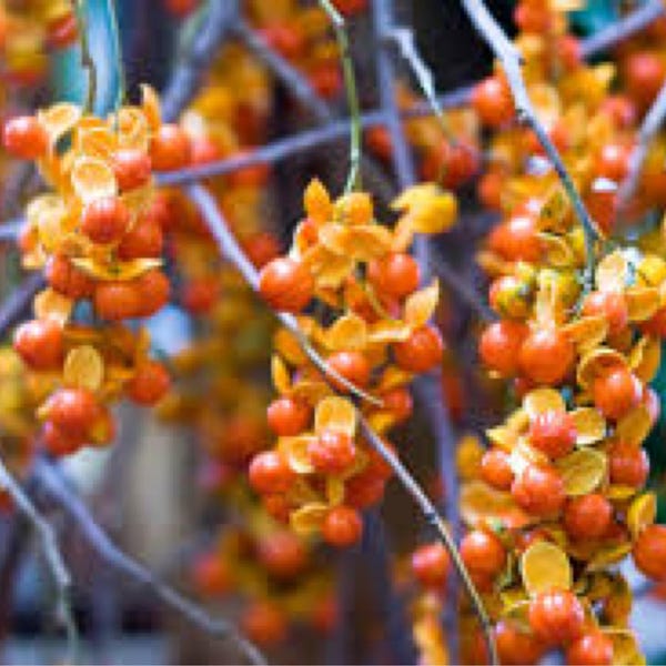 Bittersweet Plants - Etsy