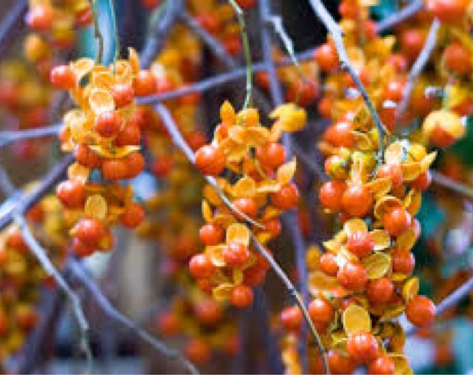 Real Bittersweet. 8-12 Tall, 8-10 Stems per Bundle. Used for Fall ...