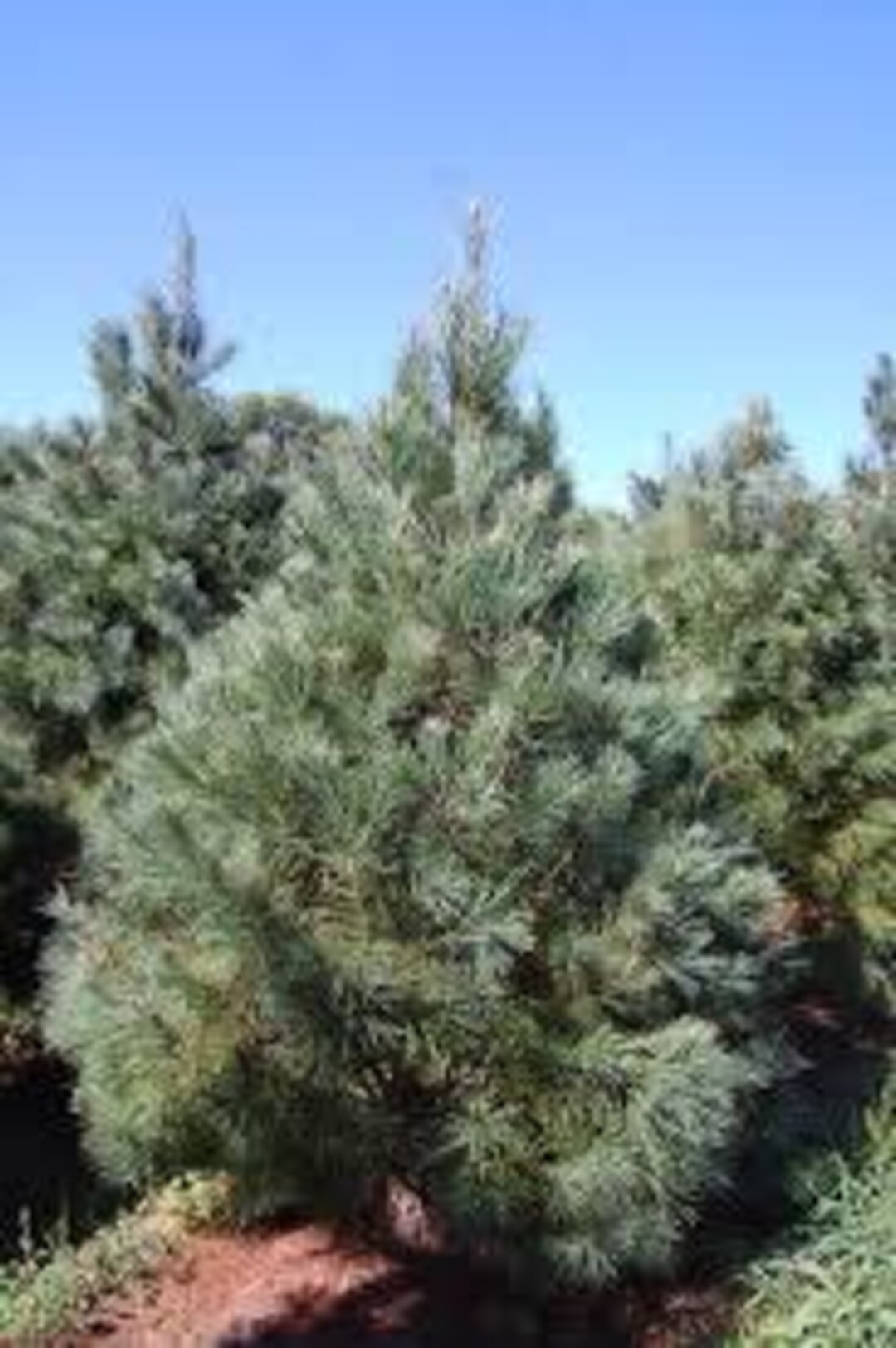 White Pine Tree 1ft Tall Now Live Evergreen Tree - Etsy