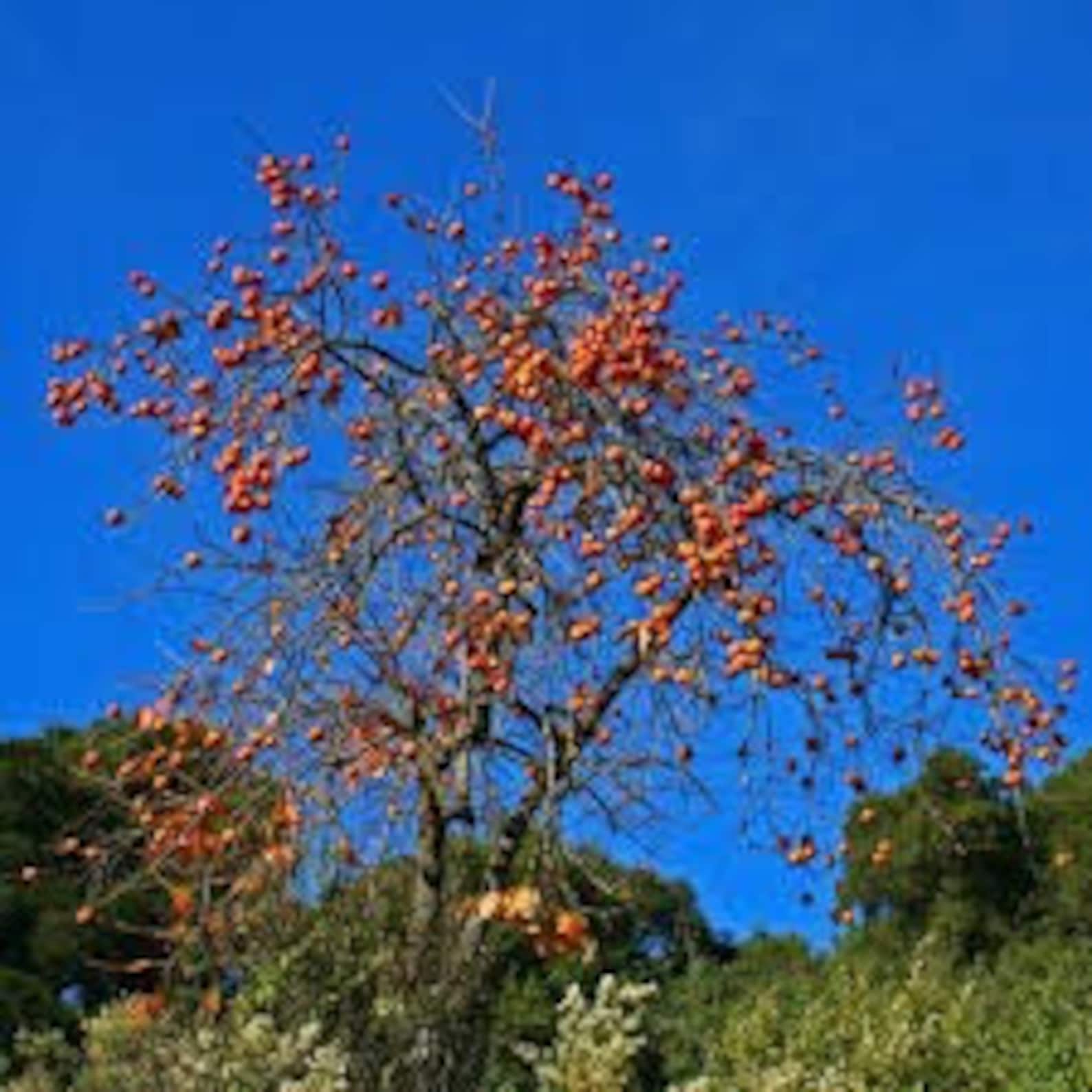 25 American Persimmon Tree Seeds! Fruit Tree - Etsy