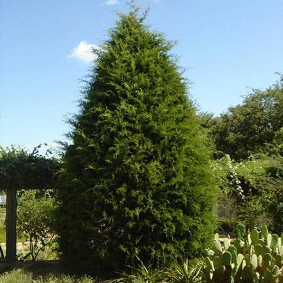 Eastern Red Cedar Christmas Tree